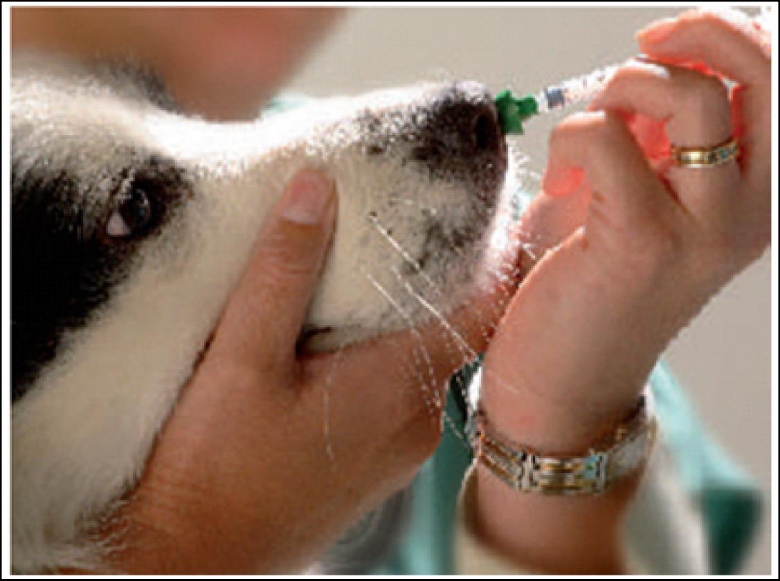 VeteriSilvia: Core vaccines in dogs/vacunas recomendadas en perros VeteriSilvia: Core vaccines in dogs/vacunas recomendadas en perros