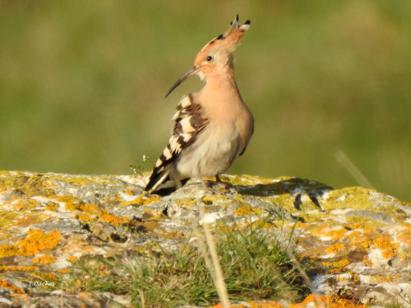 PASARI DIN ROMANIA: PUPAZA, Upupa epops