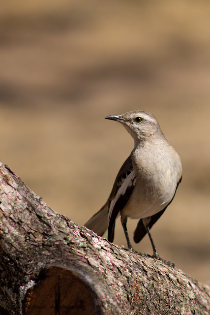 mis fotos de aves: Mimus triurus Calandria Real White-banded Mockingbird