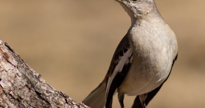 mis fotos de aves: Mimus triurus Calandria Real White-banded Mockingbird