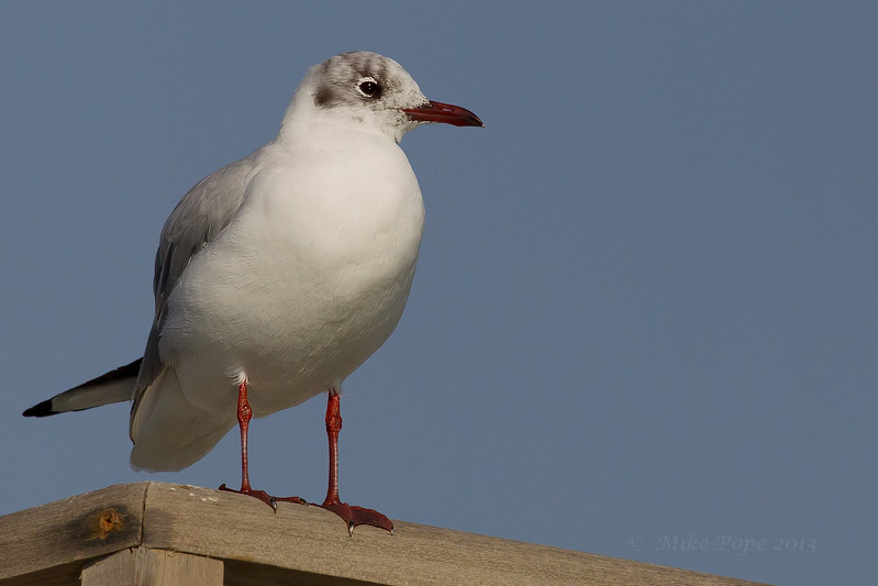 Kuwait Birding: A Gluttony of Gulls