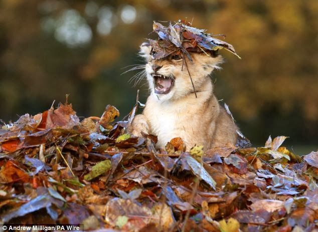 White Wolf : Adorable Lion Cub Loves Playing In Autumn Leaves