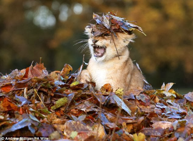 White Wolf : Adorable Lion Cub Loves Playing In Autumn Leaves