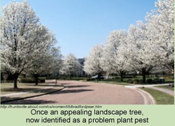 Catawba River District Voices: Beware pythons and Bradford pear trees