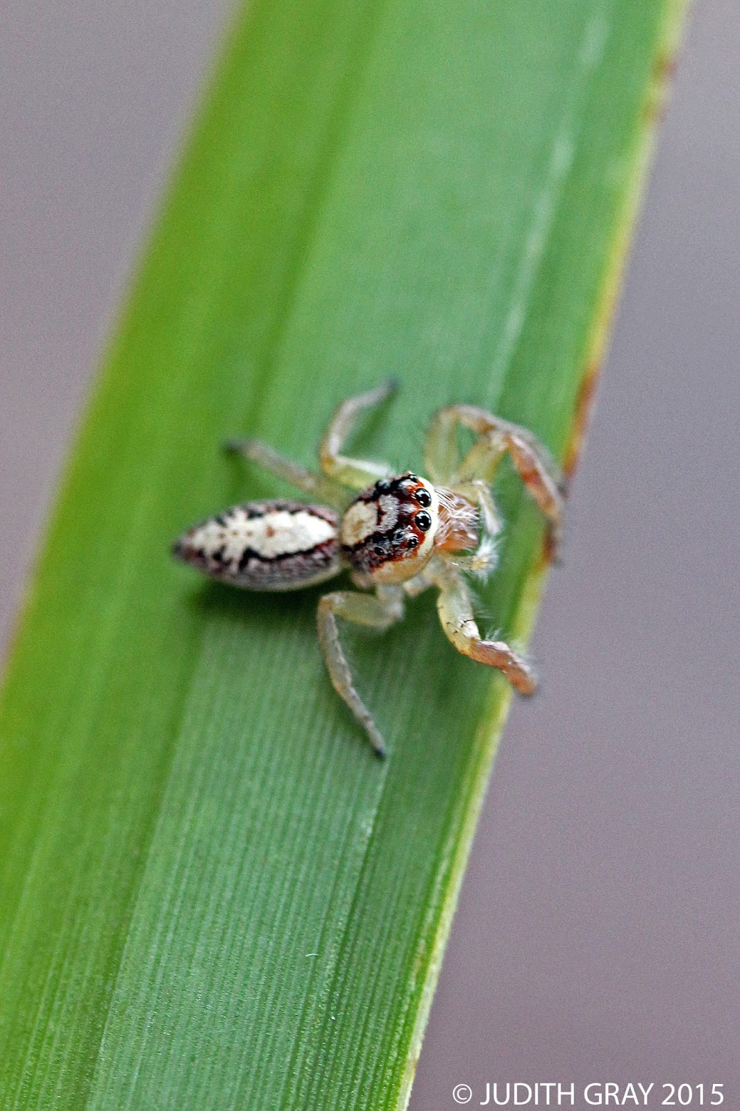 Tiny Jumping Spider