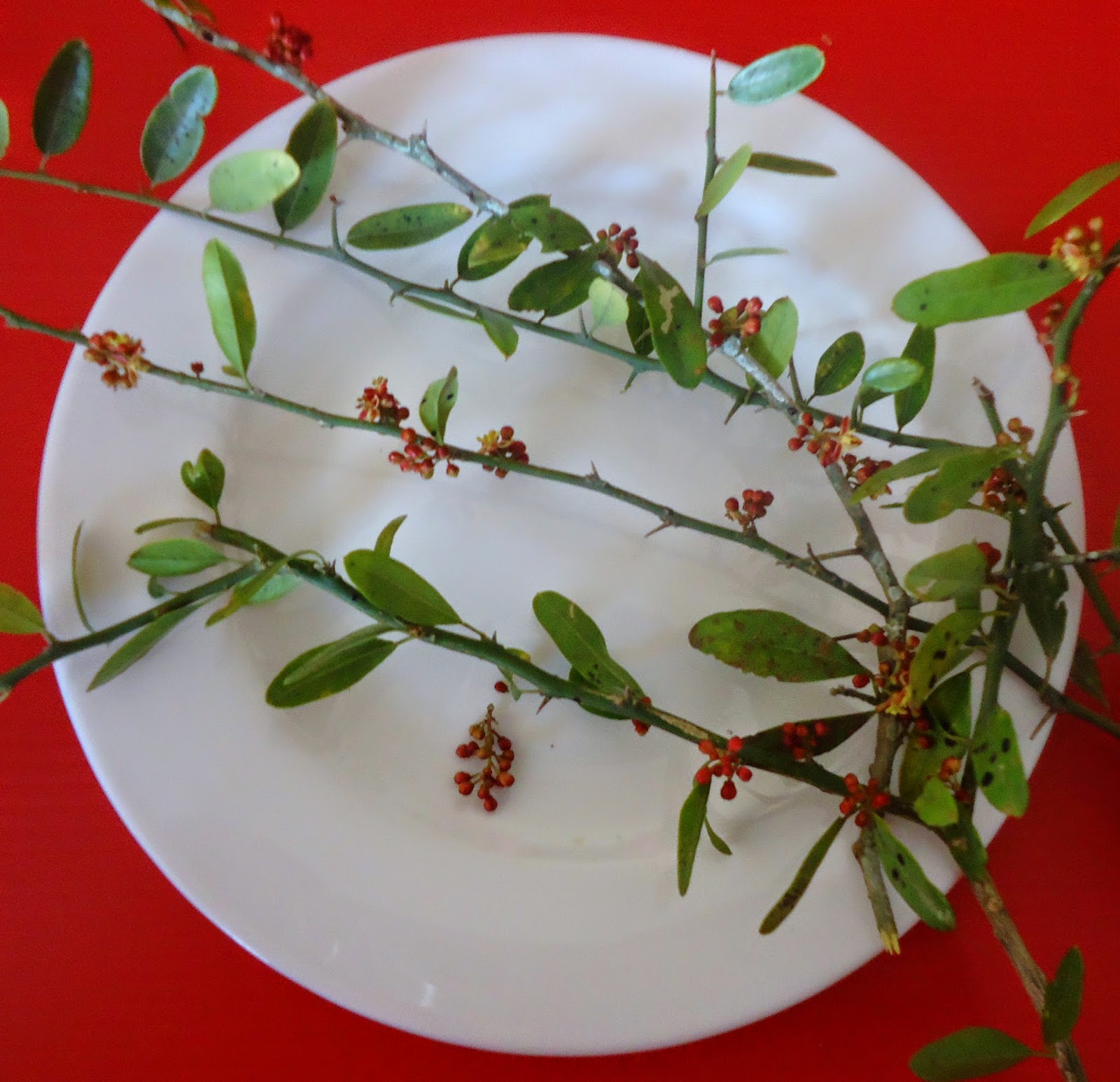 v e r d e c h a c o: Mistol de zorro