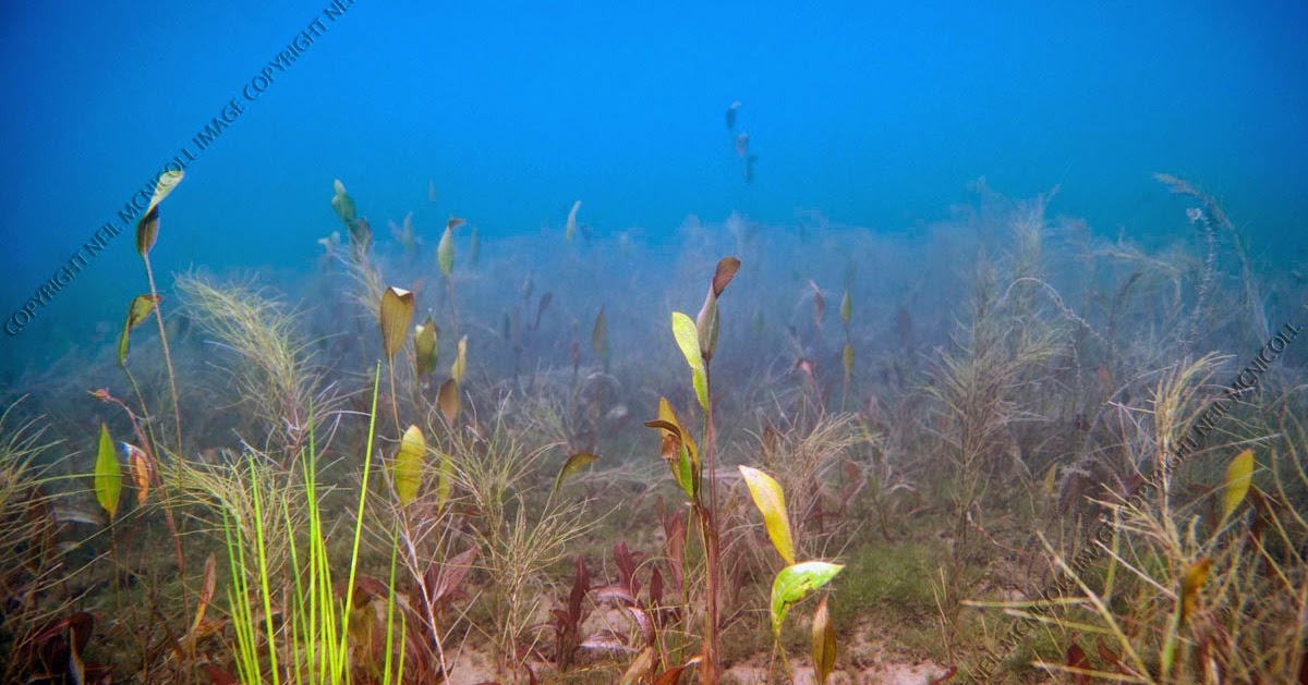 Freshwater Fish Photographs: Scenery