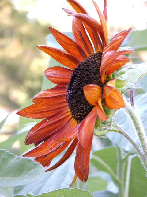 God's Growing Garden: Sunflowers - Autumn Beauty