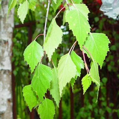 Plante Medicinale - pentru sanatatea ta!: Mesteacan