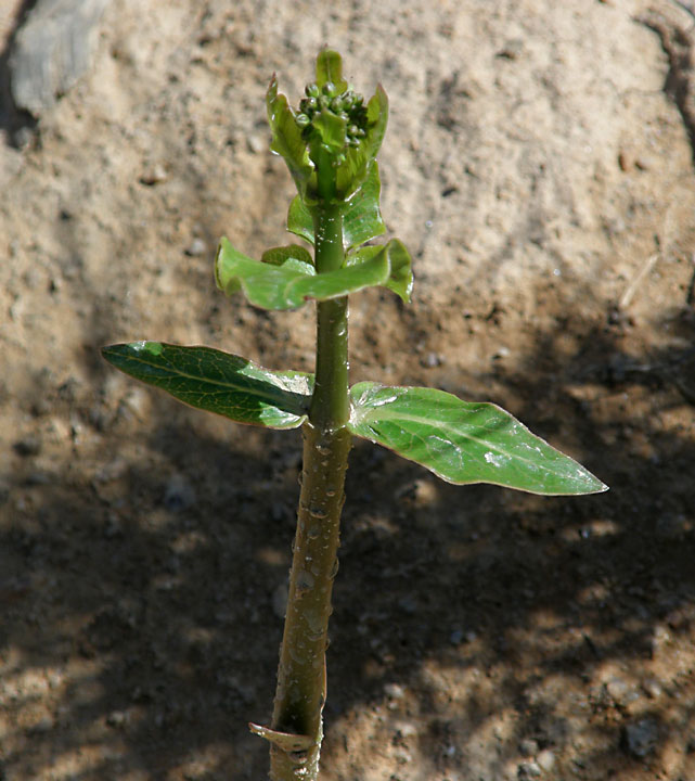 Anybody Seen My Focus?: Clasping Milkweed (Asclepias amplexicaulis ...