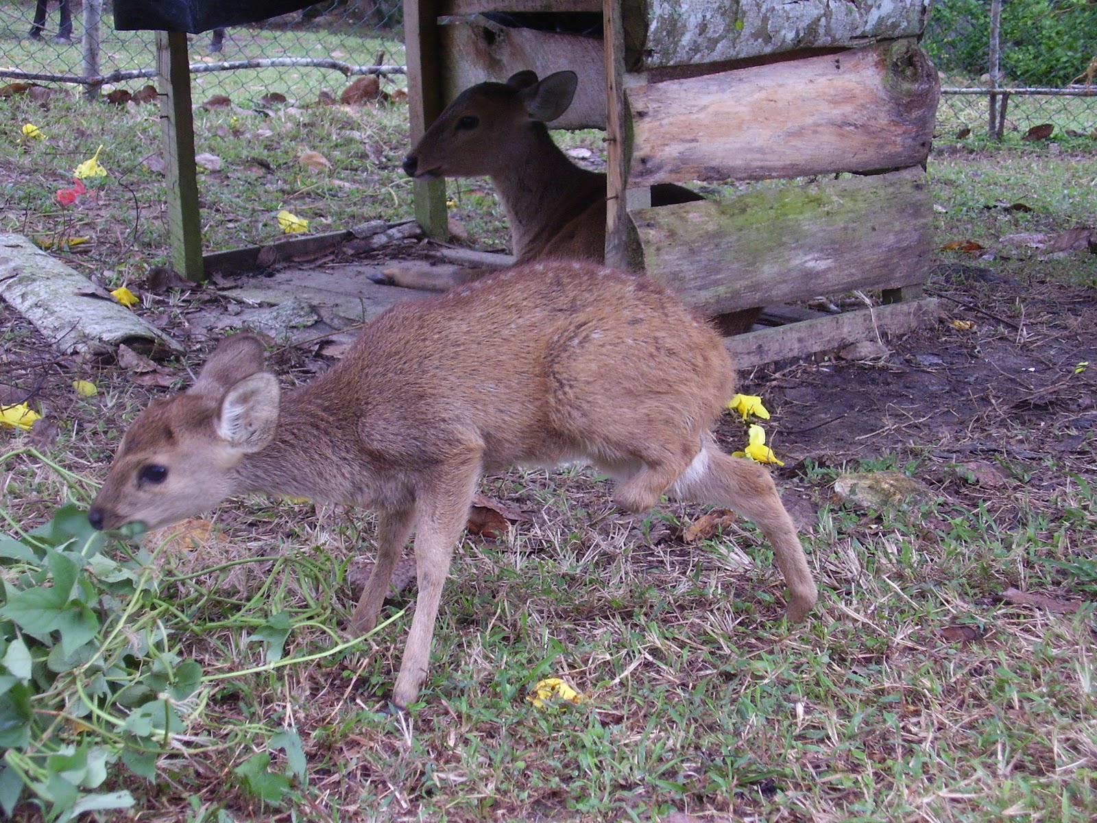 FOREST BIRD: Hog deer - Least known introduced species