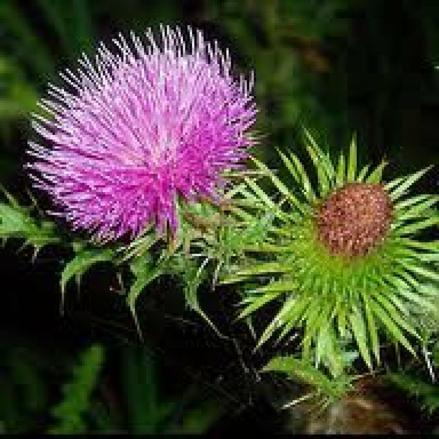 Terranova (Revista de Cultura, Crítica y Curiosidades) : Abrojos Por ...