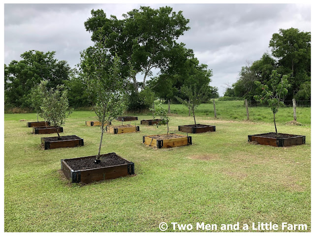 Two Men and a Little Farm: RAISED BED ORCHARD DONE