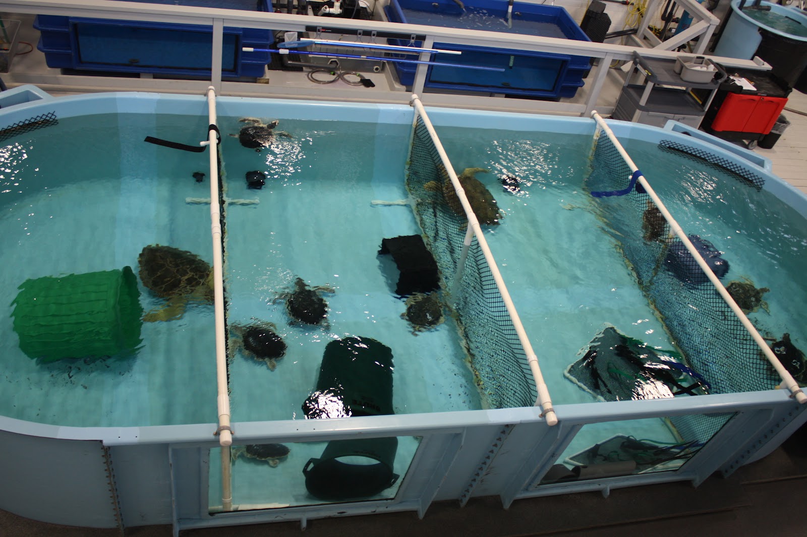 Marine Animal Rescue Team Blog