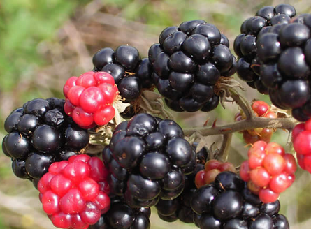 ARBEI FRUIT BENEFITS FOR HEALTH