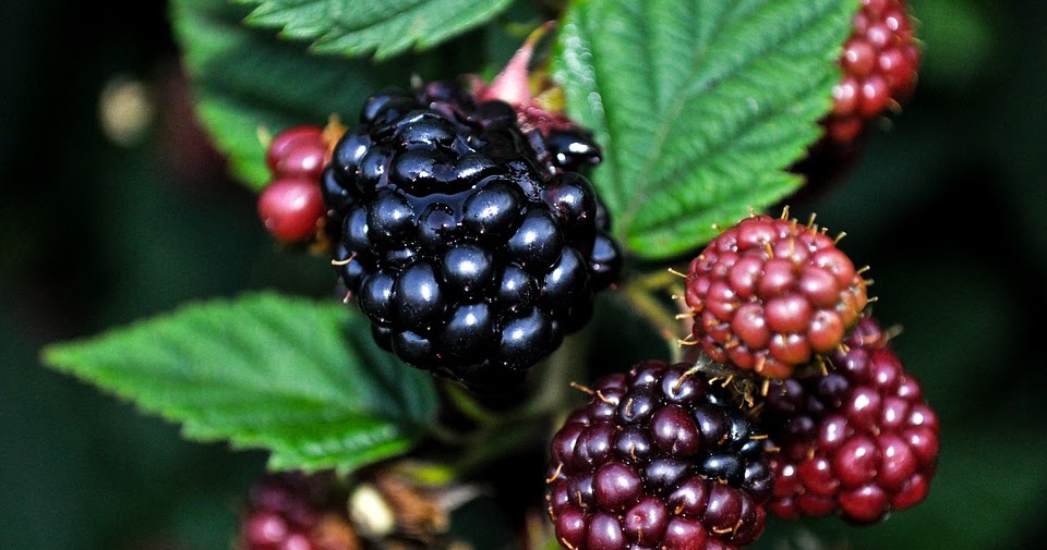 Benefícios da Amora na saúde