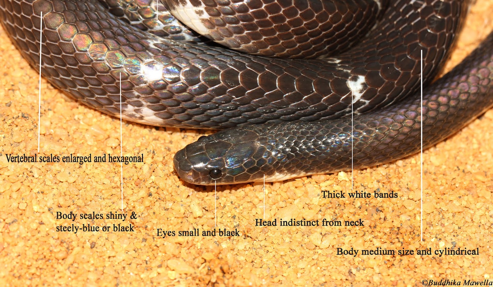 Lanka Nature Summary: Sri Lankan krait (Bungarus ceylonicus)