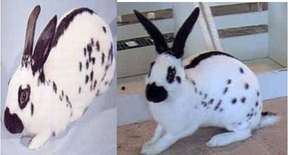 aeiroura_green_leaf: Jenis-Jenis Ras Kelinci