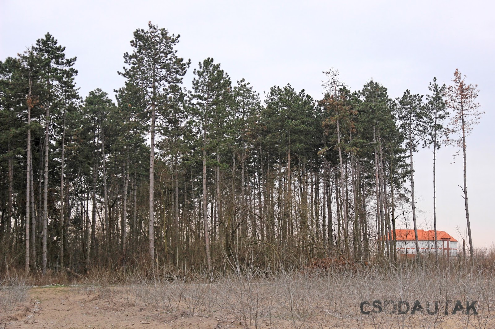 CSODAUTAK: Pap-fenyves (2017)