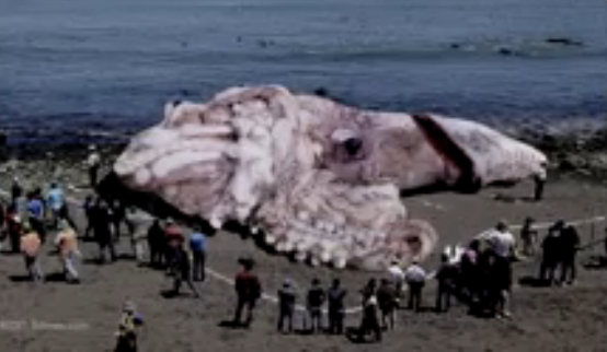 Cumi-Cumi Raksasa - DINUR BLOG