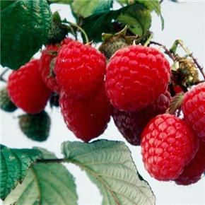 Tutoriel pour planter un framboisier - Les Carnets de Georges Delbard