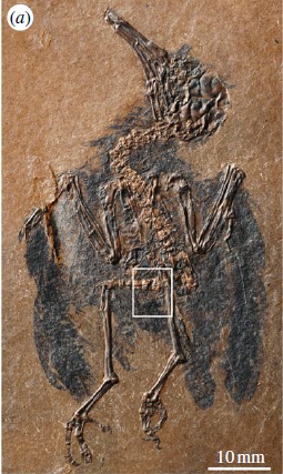 Sciency Thoughts: A flower-visiting Bird from the Middle Eocene Messel ...