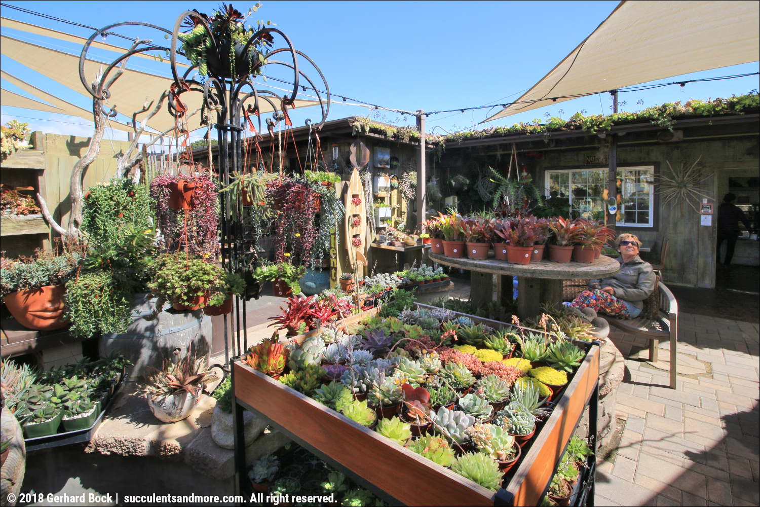 Sip and shop at the Succulent Café