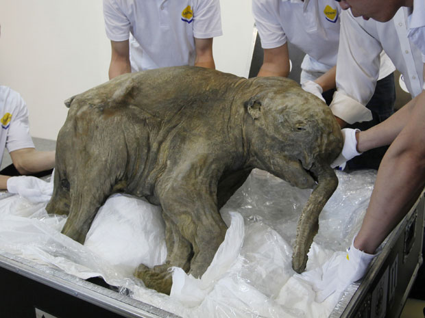 The Magic Elephant: A extinção do mamute lanoso pode mostrar o que ...