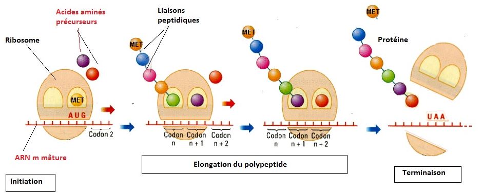 PARTIE 2: EXPRESSION,STABILITE ET VARIATIONS DU PATRIMOINE GENETIQUE ...