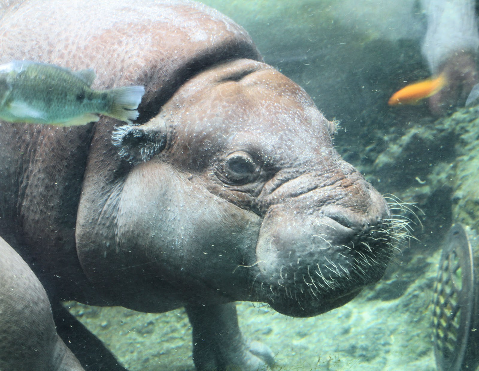 My ROO spot: San Diego Part Zoo