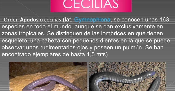 Info animales: LOS ÁPODOS
