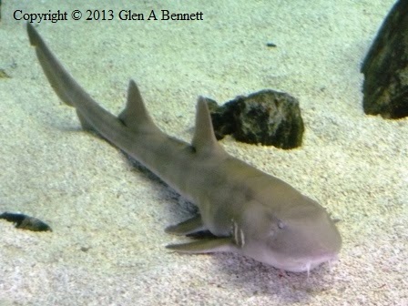 What Is A Flake Shark? _ What Do Rainbow Sharks Eat? (Full Feeding ...