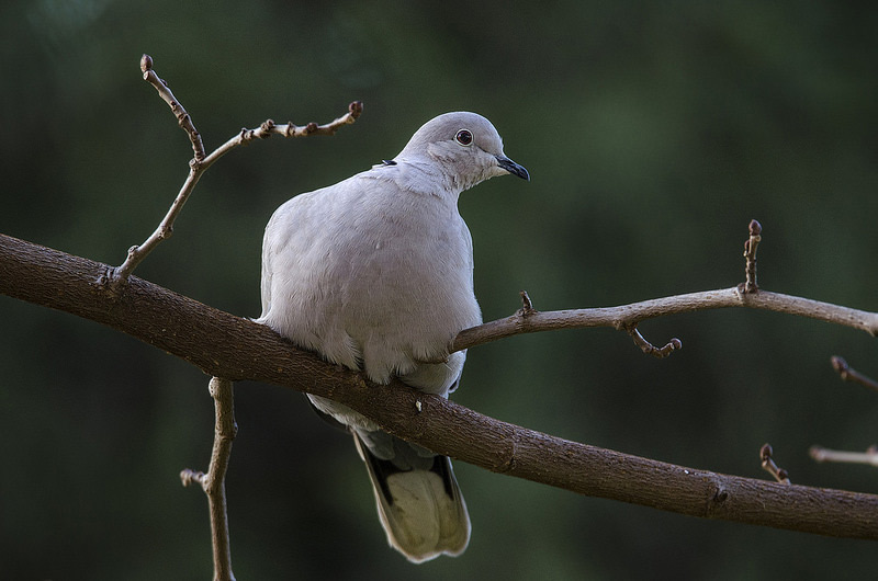 Birding Catalunya: Ocells al Hide Bordas