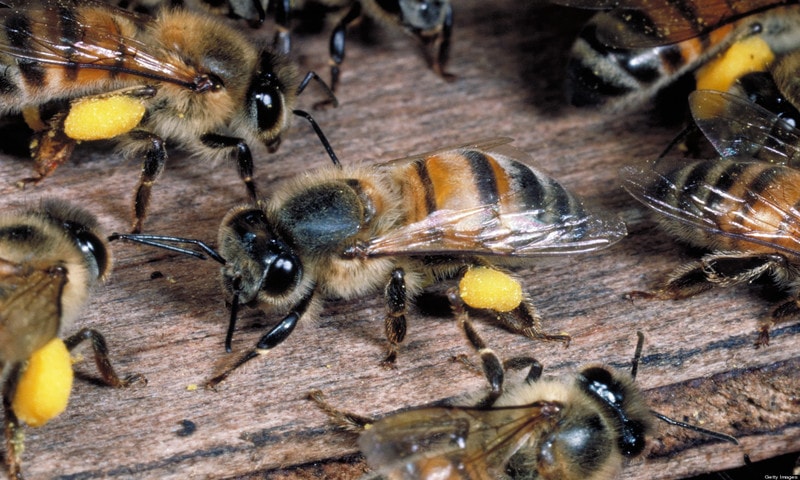 CORONA APICULTORES: LAS ABEJAS AFRICANAS