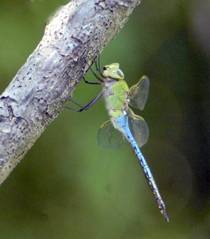 "Bird Poop" of north Texas: Dragonflies and damselflies were here first