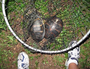 South Florida Postal Blog: Turtle Rescue at Lightning Speed