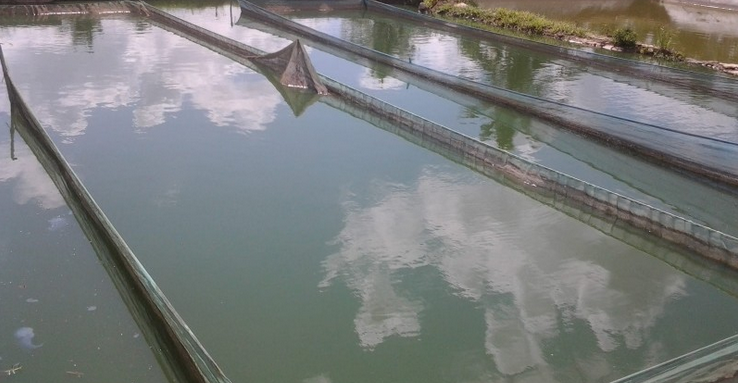 UFUGAJI WA SAMAKI NA AINA ZAKE - Mabusi H.M Agricultural Projects