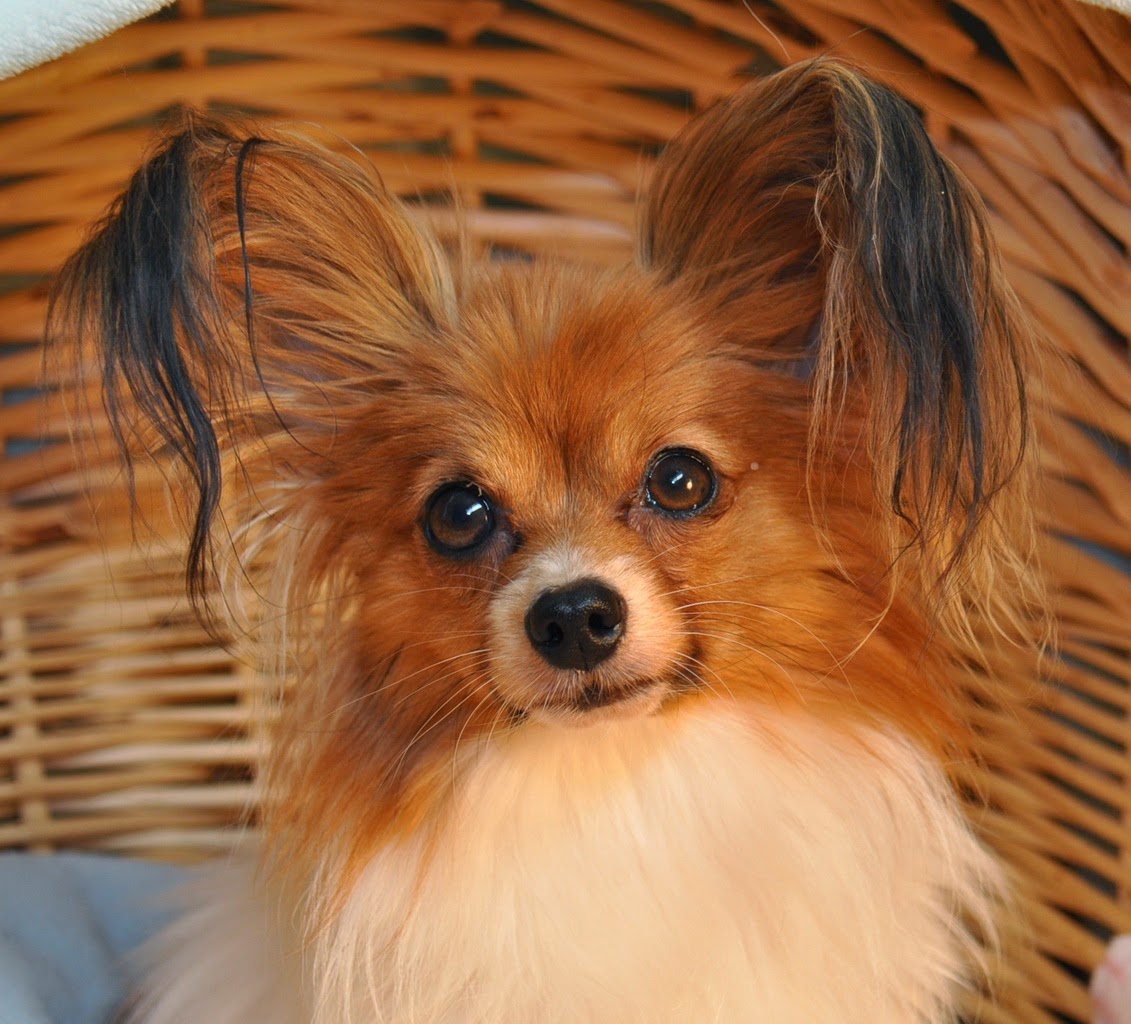 Road's End Papillons : 2 Day old Papillon Puppies