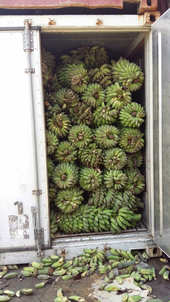Pembekal Pisang Tempatan