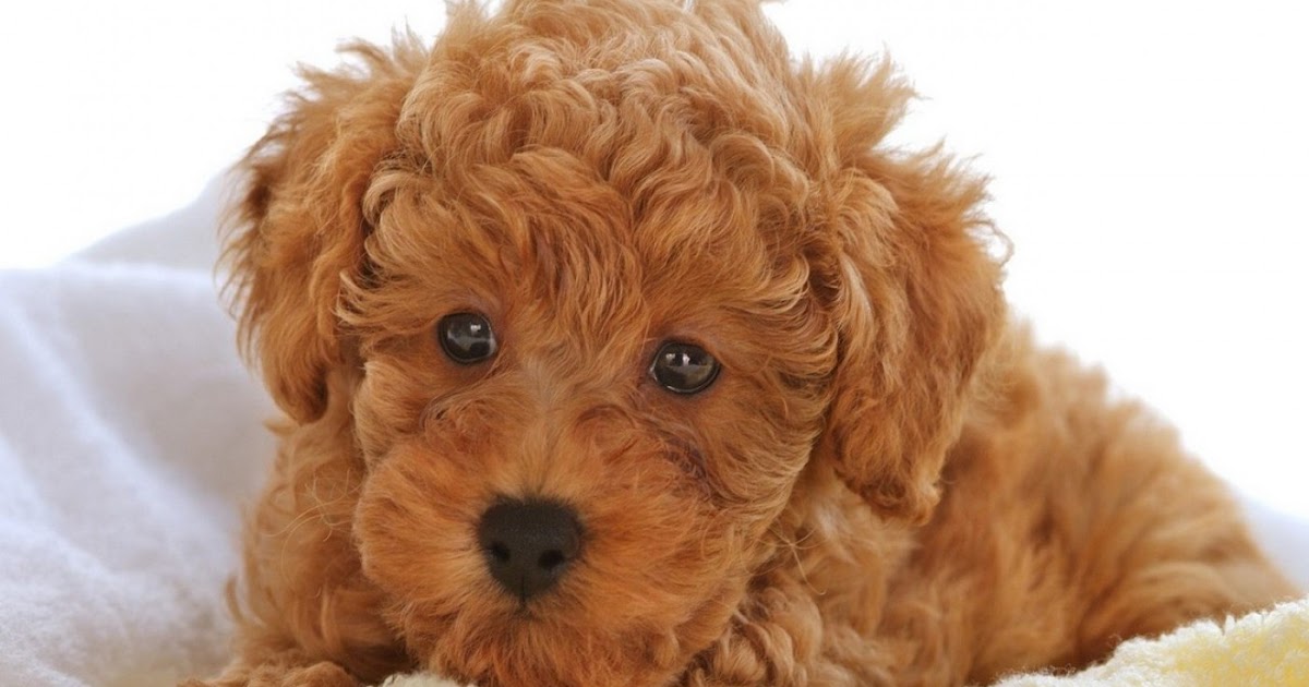 Razas de perros pequeños: CANICHE ENANO