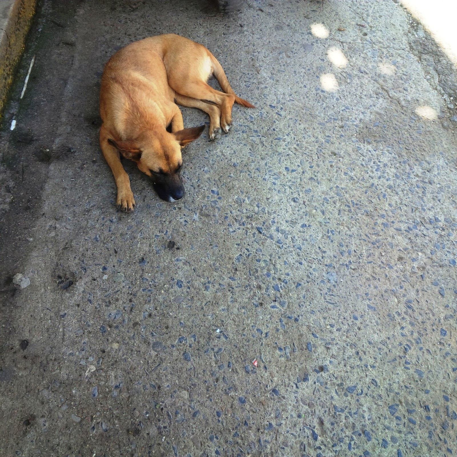 Cesta do Hondurasu // život v El Arca de Honduras: Stray dogs