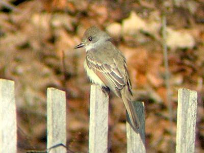 The City Birder: 2004
