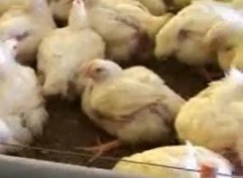 ALIMENTOS PARA POLLOS Y TRANSGÉNICOS: FUJIMORATO INTRODUJO AL PERÚ MAÍZ ...