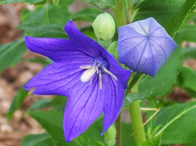 Bunga Cantik: Bunga Lonceng China (Platycodon Grandiflorus)