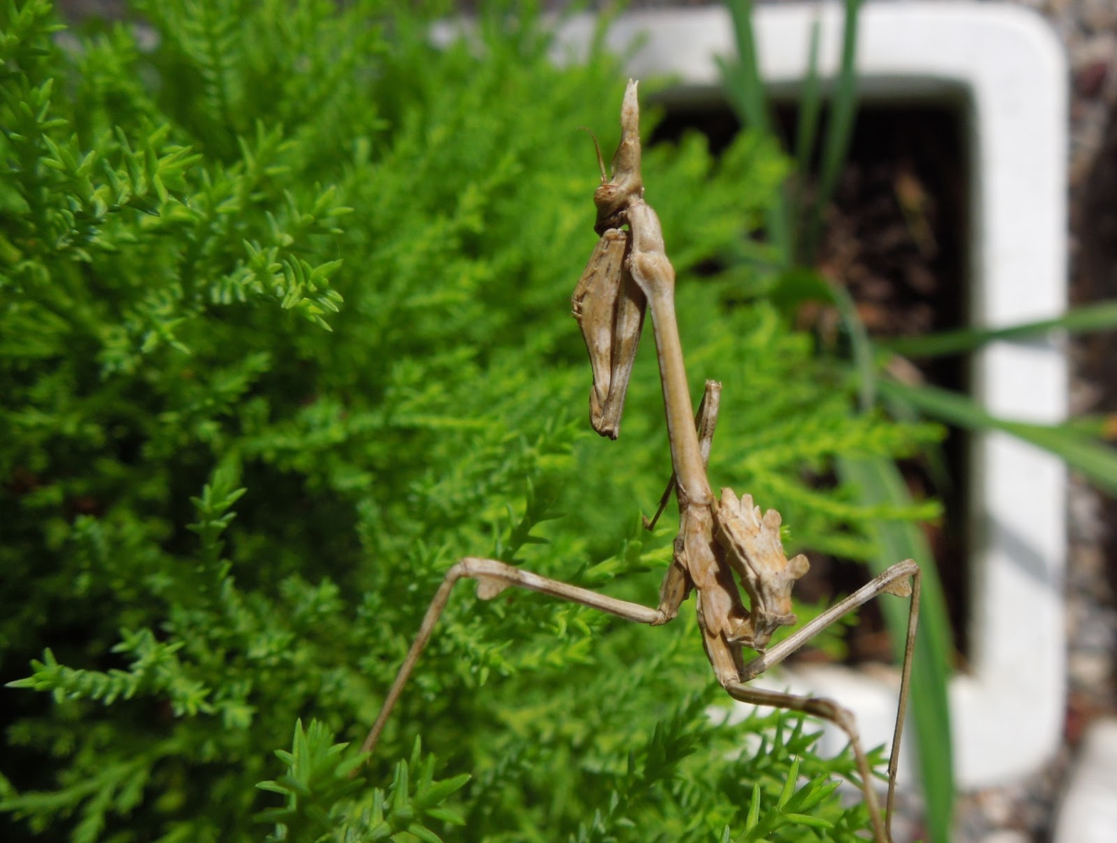 MANTIS PALO - BOTÀNIC SERRAT