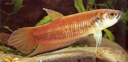 Tomi Mouthbrooder - Betta tomi ~ Nice Betta