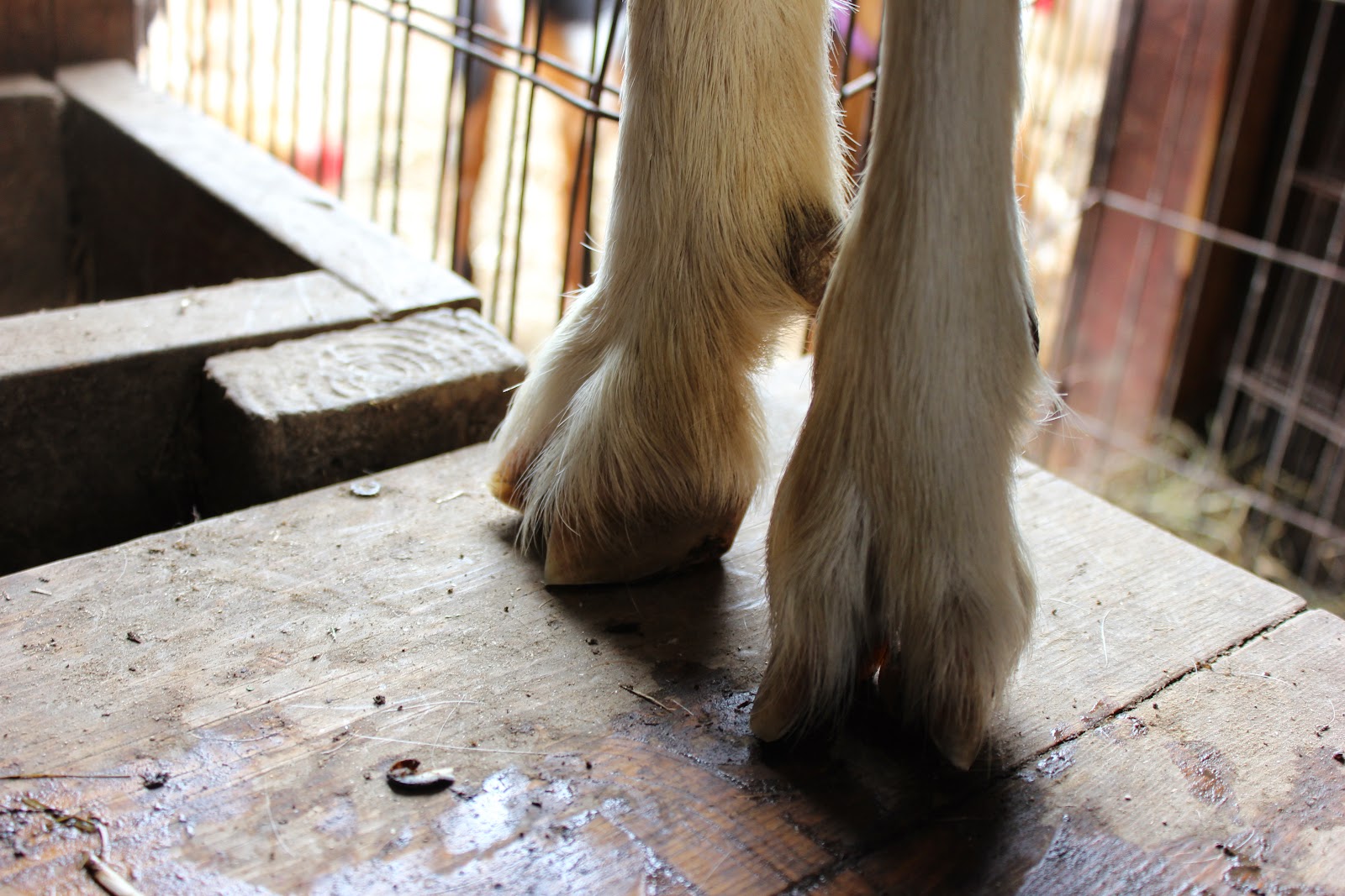 HighTail Farms: Trimming Goat Hooves