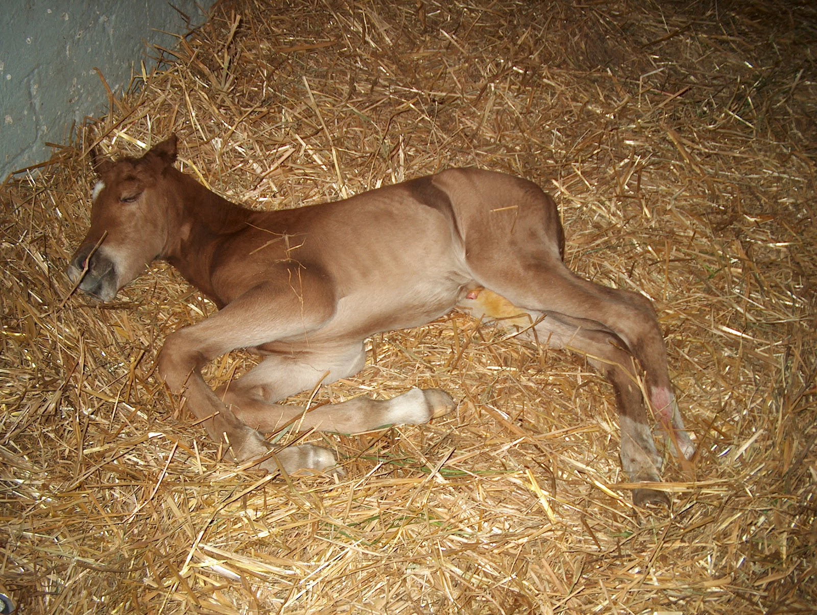 Cuidados del Caballo: Potros recién nacidos