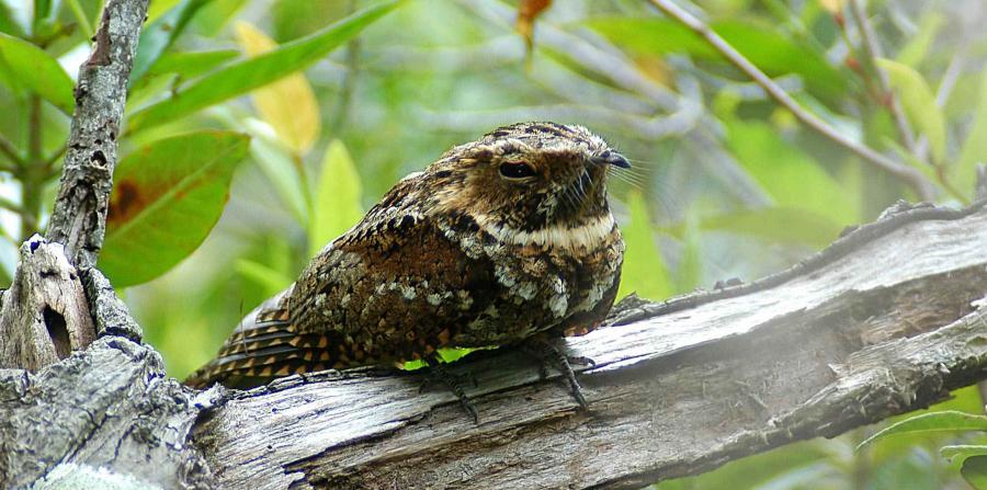 La Geografía de Puerto Rico: su Fauna