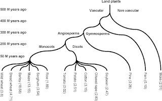 Oregon native Plants: Evolutionary Tree of Plants